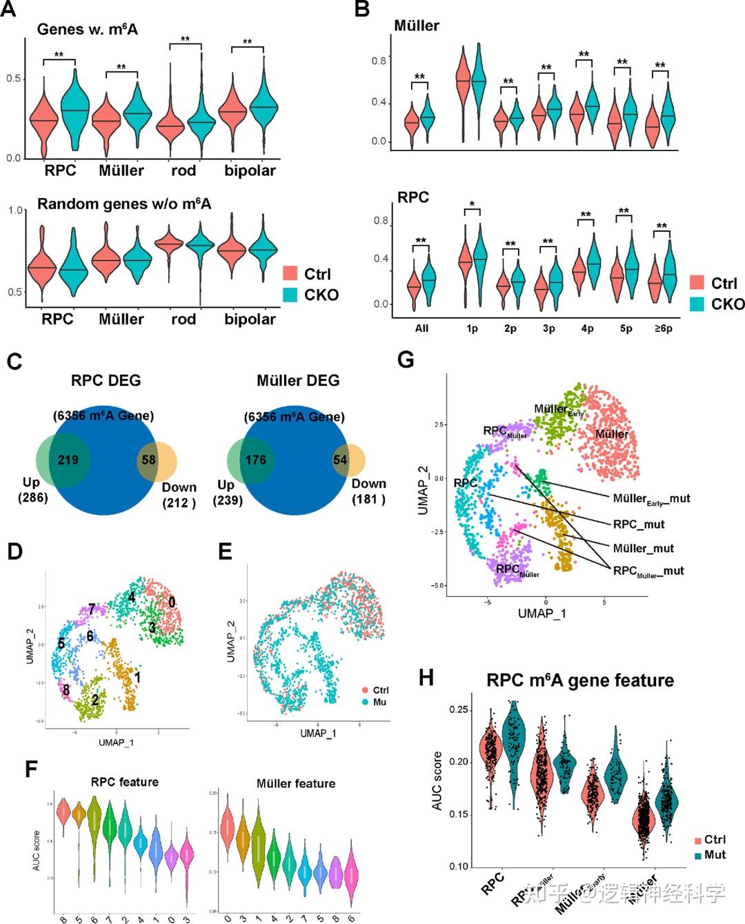 eLife︱中山大学中山眼科中心陈舒怡团队首次揭示神经祖细胞与神经胶质细胞状态转换的m6A表观转录调控机制 - 知乎