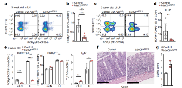 Nature | 新型抗原呈递细胞赋予肠道菌群Treg依赖性耐受 - 知乎