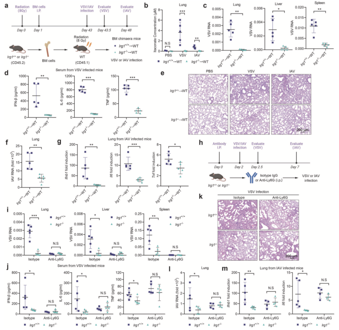 STTT丨衣康酸通过烷基化GDI2和将Rab GTPase保留在膜上，从而促进病毒感染。 - 知乎