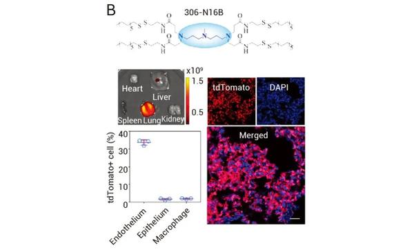药物递送之脂质纳米颗粒 | MedChemExpress - 知乎