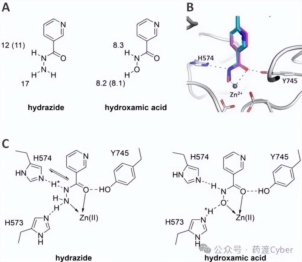 【研究】组蛋白去乙酰化酶6（HDAC6）的生物活化机制 - 知乎
