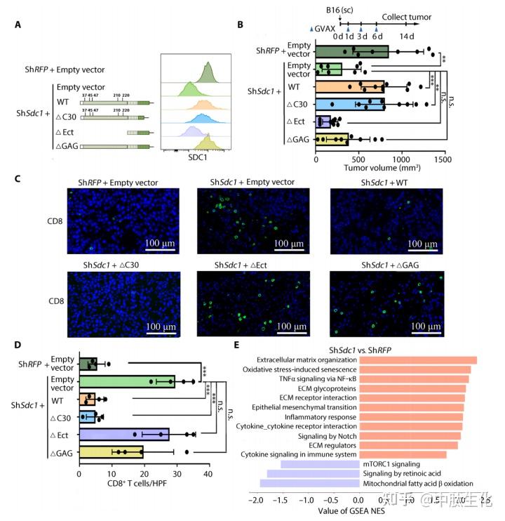 《科学》子刊：仁济医院团队发现新的肿瘤“防火墙”，抑制该靶点可协助免疫治疗！ - 知乎