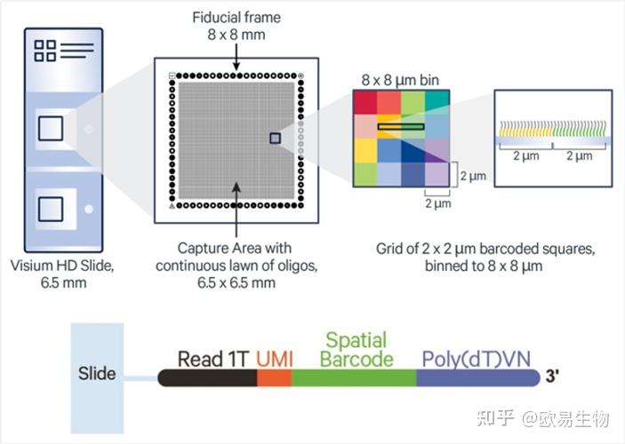 九问九答——帮你秒变Visium HD空间转录组技术专家 - 知乎
