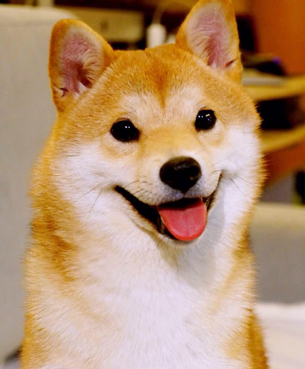养柴犬是种怎样的体验？ - 知乎