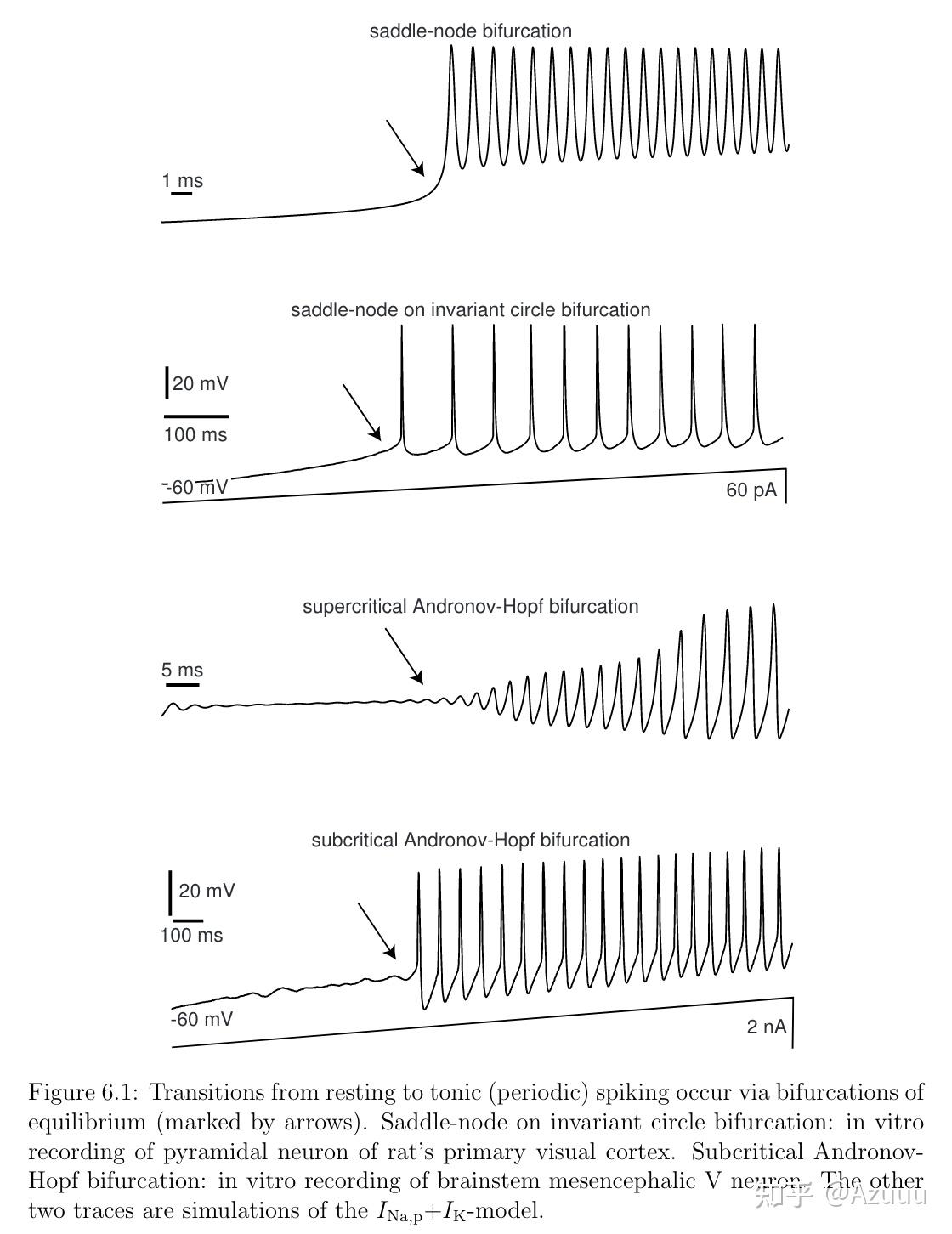 神经元模型的分岔 Bifurcation in neuron model - 知乎