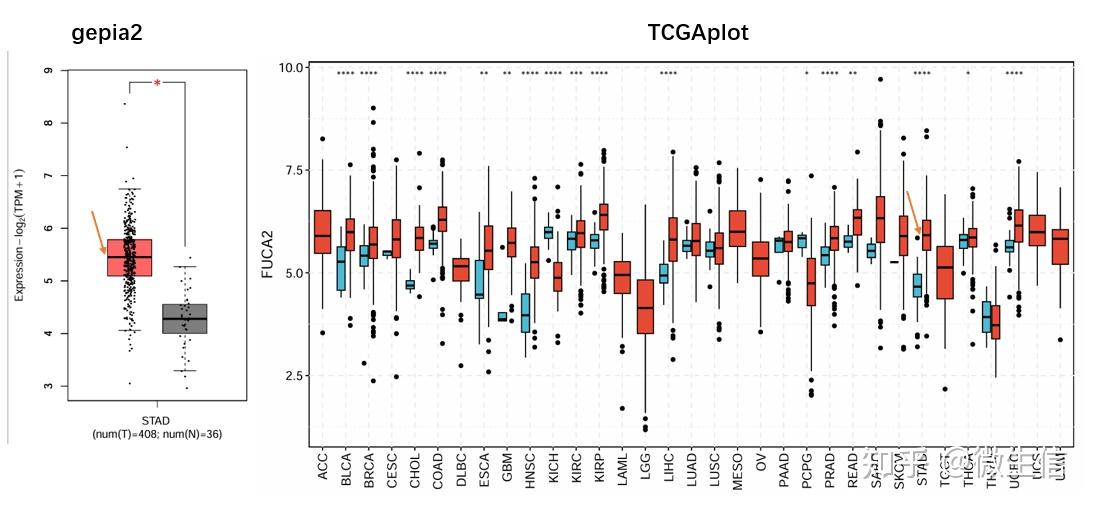 TCGAplot在线版：输入基因，一键绘制TCGA泛癌肿瘤vs正常box图 - 知乎