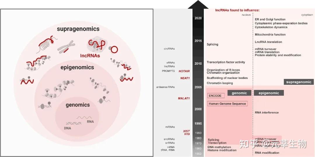 LncRNA专题（一） | IncRNA的概念、分类和功能概述 - 知乎
