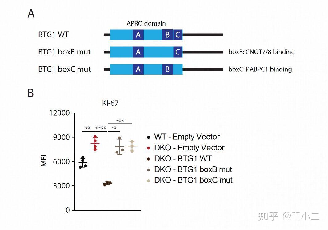 【Science论文拆解】BTG1和BTG2下调mRNA稳定性是T细胞静息状态维持的关键机制 - 知乎