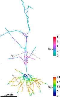 ImageJ实用技巧——Sholl Analysis（一）(插件篇) - 知乎
