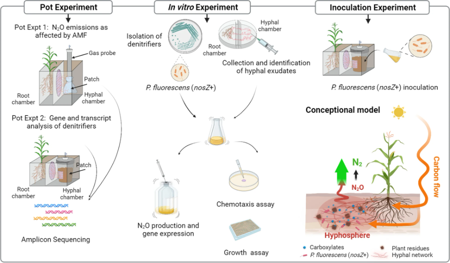 Microbiome | 中国农业大学研究揭示菌根真菌协同菌丝际微生物减少微生境中一氧化二氮的排放！ - 知乎