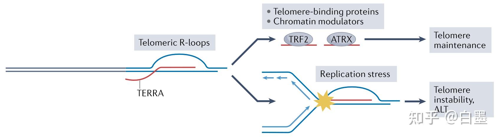 一文读懂 R-loops （图文详解） - 知乎