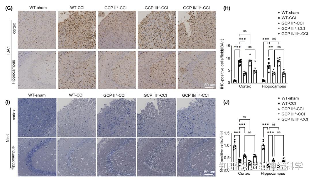 CNSNT︱同济大学钟春龙团队揭示NAAG肽酶GCPII及其同源物GCPIII在创伤性脑损伤中的功能关系 - 知乎