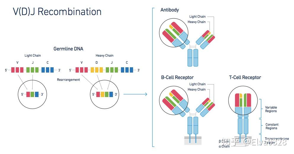 免疫学 - 03 - B细胞和抗体（BCR） - 知乎