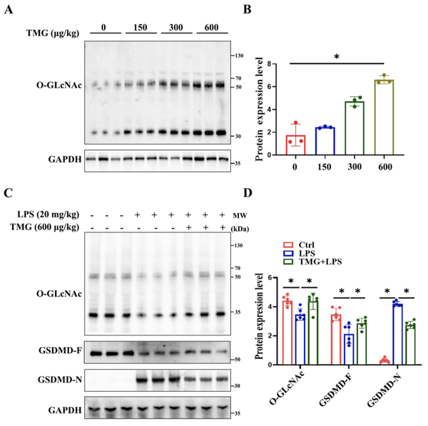 Inflammation Research丨对 GSDMD 进行 O-GlcNAc 修饰可减轻 LPS 诱导的内皮细胞焦亡 - 知乎