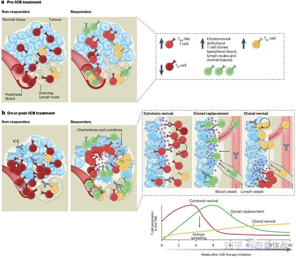 Nature Reviews Cancer | 一文了解杀伤T细胞详细分类及目前T细胞免疫疗法进展 - 知乎