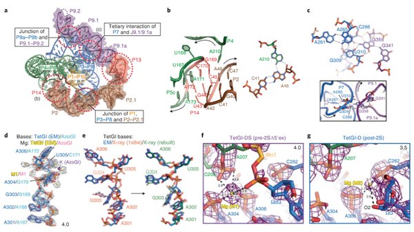 Nat Methods | RNA分子结构研究新方法 - 知乎