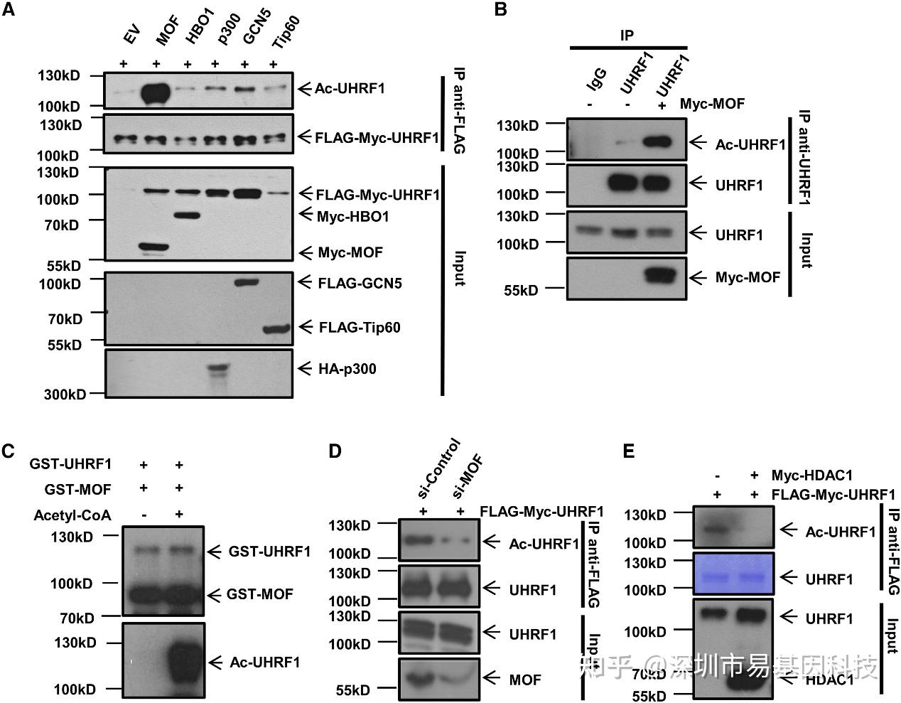 易基因：Cell Rep:RRBS揭示MOF对UHRF1乙酰化修饰是DNA甲基化维持的关键调控机制｜项目文章 - 知乎