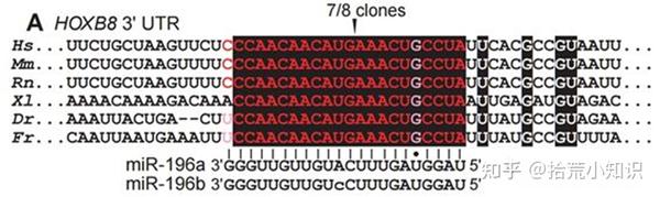 什么是microRNA？它的发现和研究进展对生物医学界有何重大意义？来一起看一看吧！ - 知乎