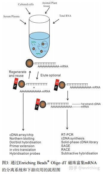 Oligo dT磁珠 - 知乎