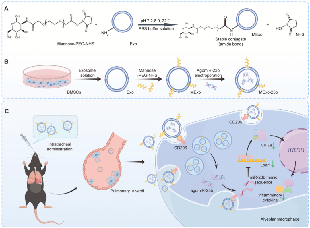 中科院一区丨甘露聚糖修饰装载了MiR-23b-3p的外泌体可以靶向治疗脓毒症肺损伤 - 知乎