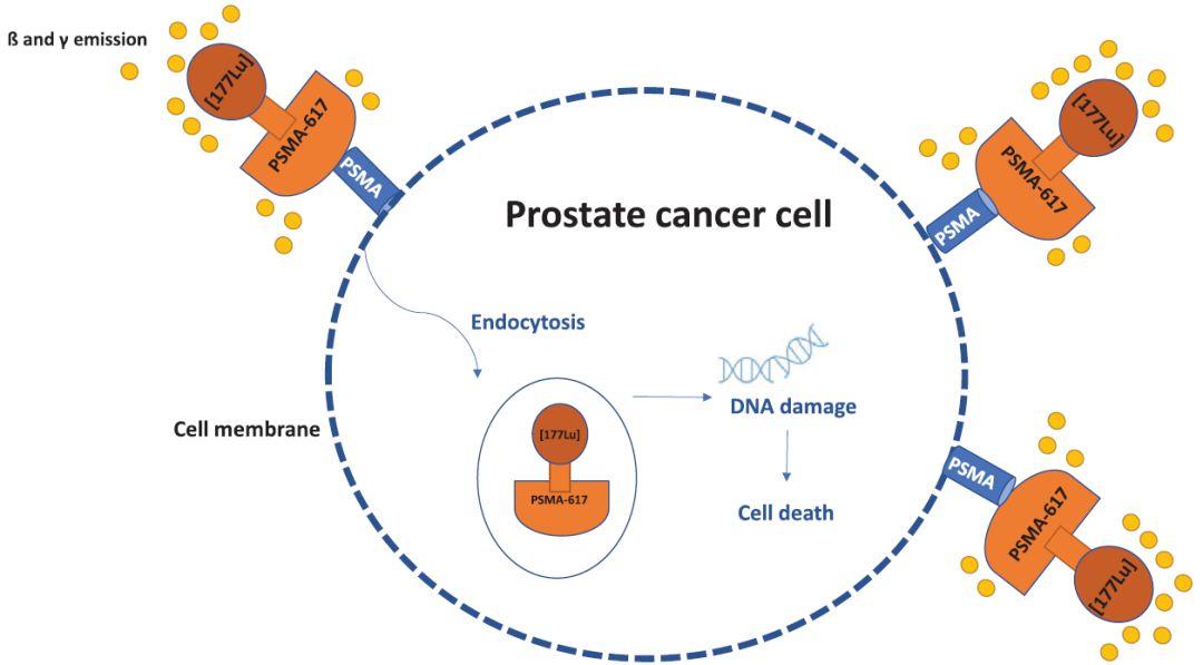 诺华核偶联药物Pluvicto：PDC反攻ADC的胜利果实 - 知乎