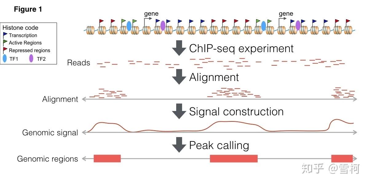 我要自学生信之生信基础：ChIP-seq流程及结果解读 - 知乎