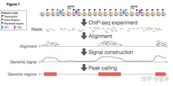 我要自学生信之生信基础：ChIP-seq流程及结果解读 - 知乎