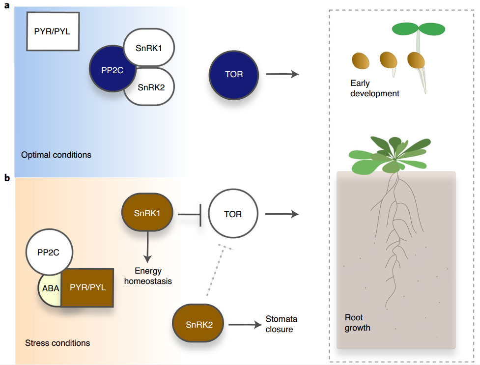 Nature Plants | SnRK2激酶调控植物生长和胁迫响应的机制 - 知乎