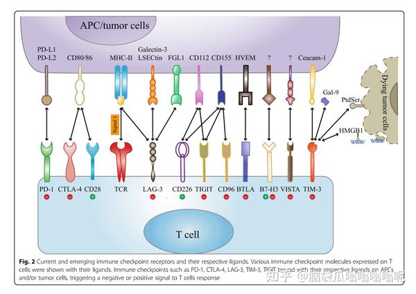 TIGIT靶点调研 - 知乎