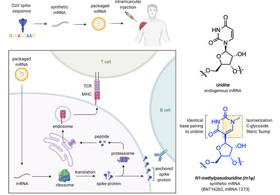 【星耀小课堂】N1-甲基-假尿苷修饰(N1-Methyl-Pseudouridine）——mRNA 疗法远航新马达 - 知乎