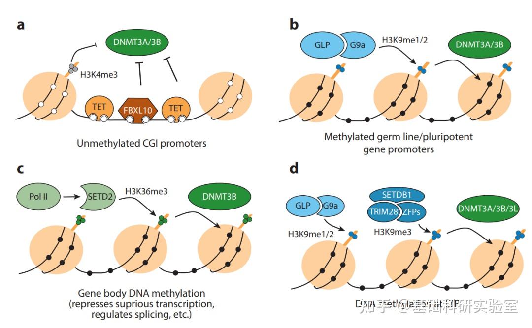 国自然热点：超详细！一文带你轻松读懂DNA甲基化【实用干货】 - 知乎