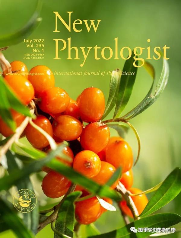New Phytologist 封面文章 | 王二涛/刘欢团队合作组装沙棘染色体级别参考基因组，探究沙棘放线菌固氮生物学机制 - 知乎