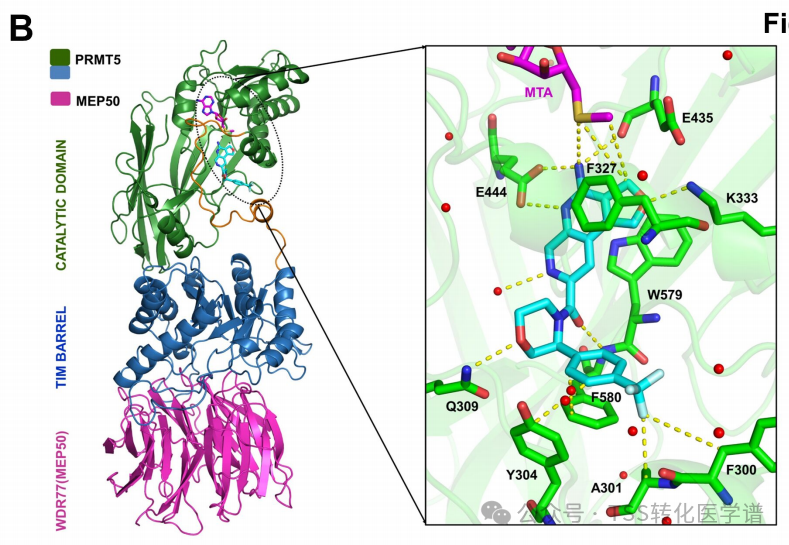 【Cancer Discovery】安进公布第二代 PRMT5 抑制剂(AMG193) 分子发现与药理数据 - 知乎