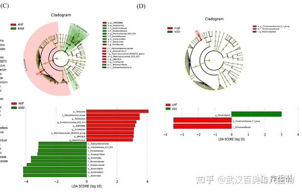 在线作图|在线做完整的Lefse分析 - 知乎