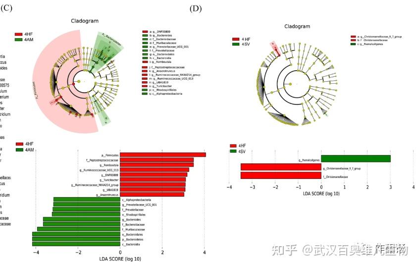 在线作图|在线做完整的Lefse分析 - 知乎