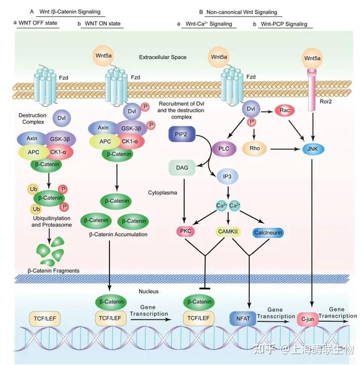 经典八大热门信号通路总结-酶联生物 - 知乎