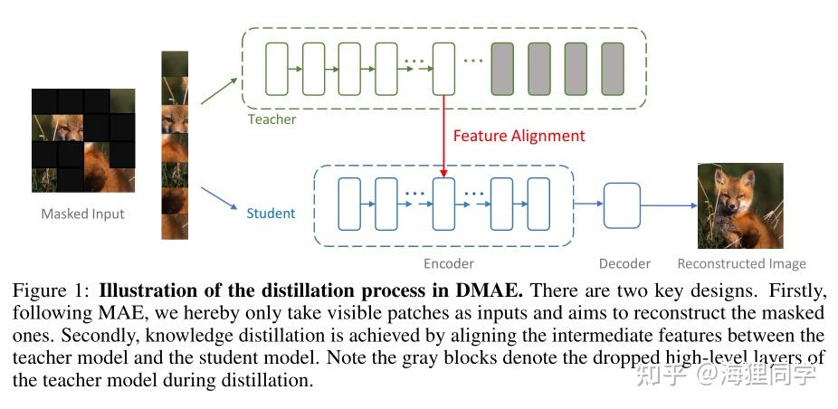 Masked Autoencoders Enable Efficient Knowledge Distillers - 知乎