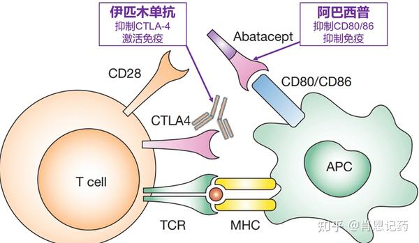 记住所有FDA生物药 | CTLA-4融合蛋白 | 阿巴西普、 belatacept 贝拉西普 | 类风湿关节炎等自身免疫病 - 知乎