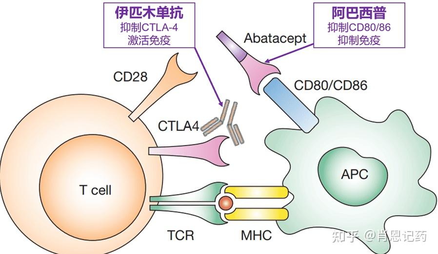 记住所有FDA生物药 | CTLA-4融合蛋白 | 阿巴西普、 belatacept 贝拉西普 | 类风湿关节炎等自身免疫病 - 知乎