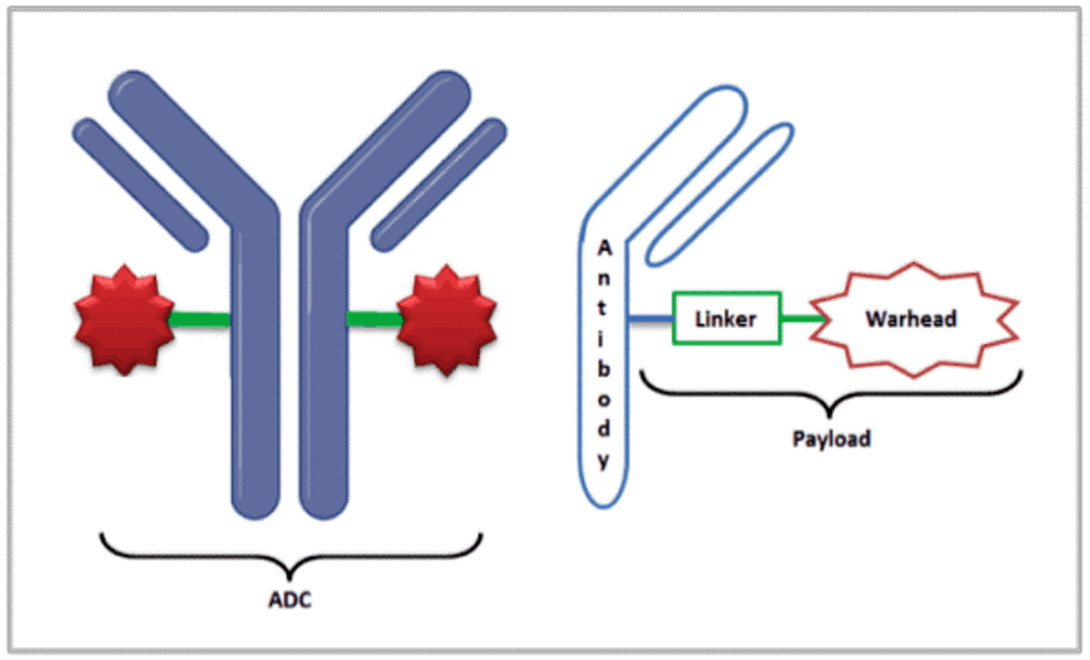 深入解读 | FDA抗体-药物偶联物（ADC）临床药理指南5大关键领域 - 知乎