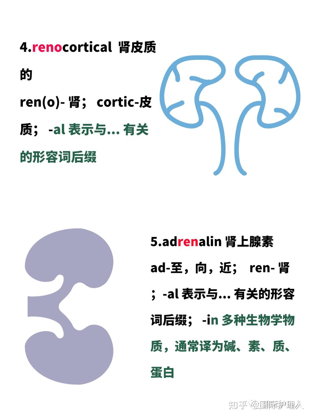 零基础，3分钟掌握与【ren（o）肾】相关的医学英语术语！ - 知乎
