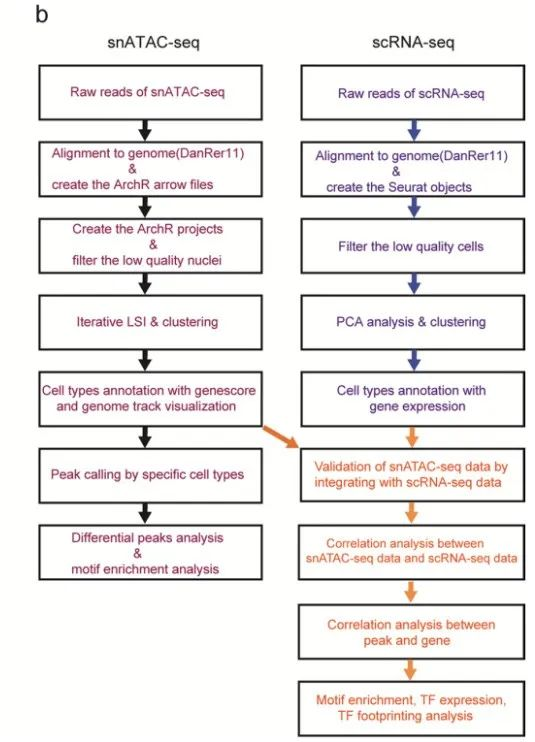 Nature子刊 | snATAC-seq 揭示斑马鱼胚胎早期发育过程中的单核染色质景观 - 知乎