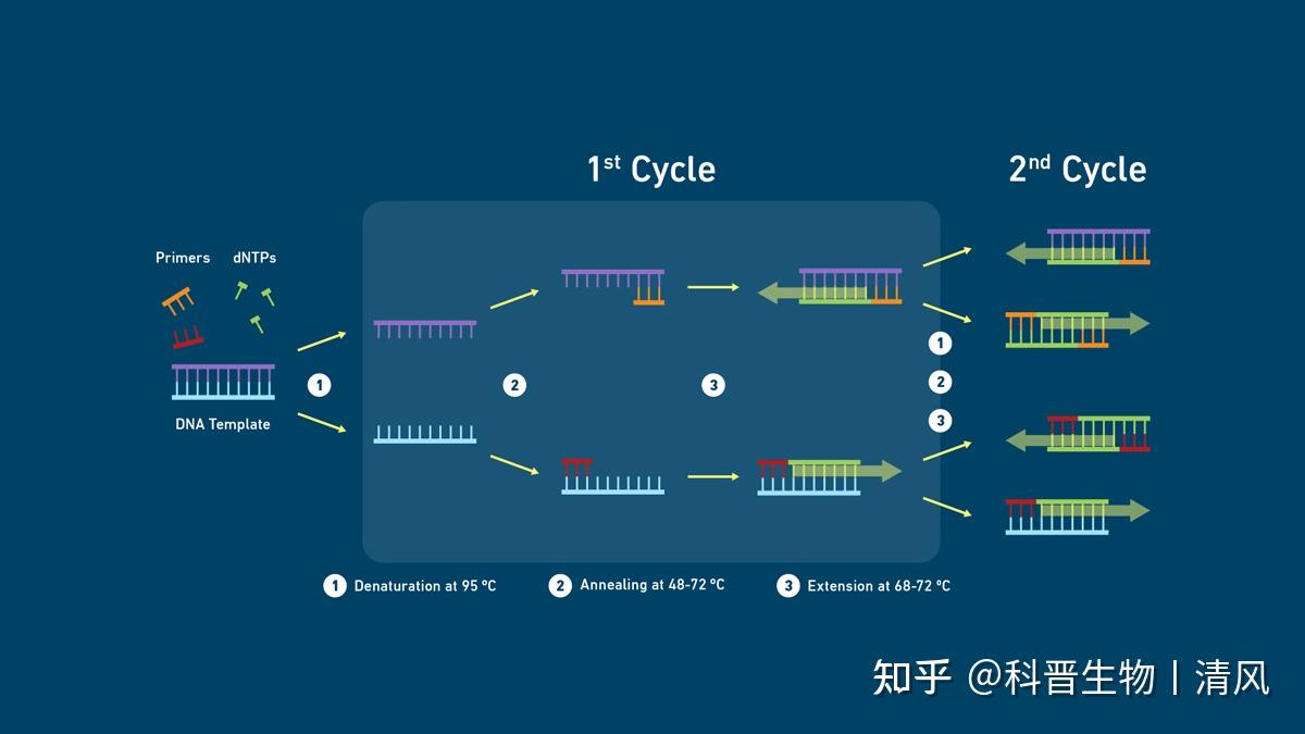 qPCR 分析、qPCR 仪器的工作原理及 qPCR 实验方案 - 知乎