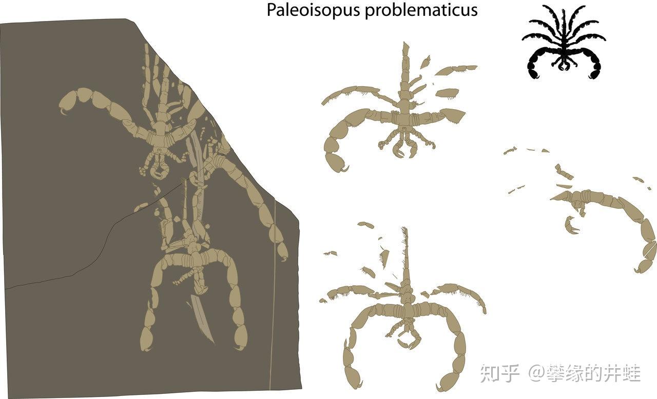 【地球演义】寒武纪的余烬：节肢动物篇 - 知乎