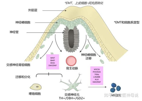 神经母细胞瘤的基因密码 - 知乎