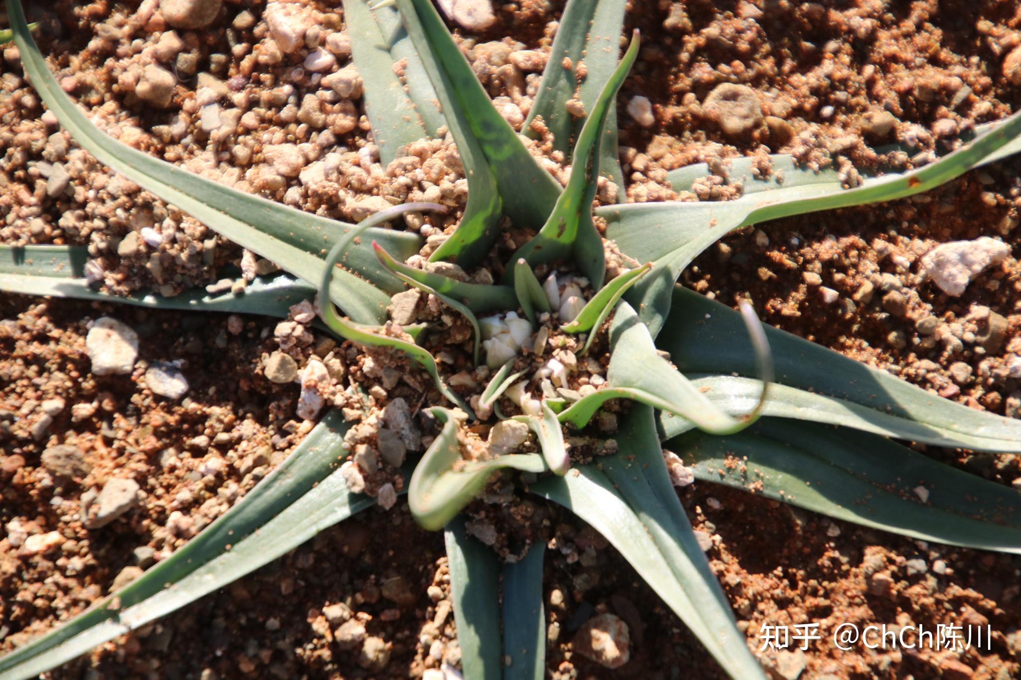 多肉植物全图鉴17：秋水仙科（Colchicaceae），秋水仙属（Colchicum） 原始种A-H - 知乎