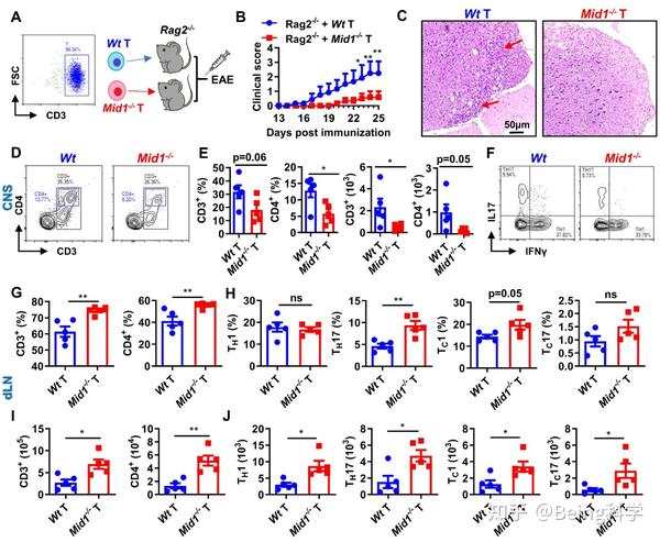 Theranostics︱华中科技大学课题组揭示自身反应性T细胞迁移机制，Mid1是关键调控因子 - 知乎