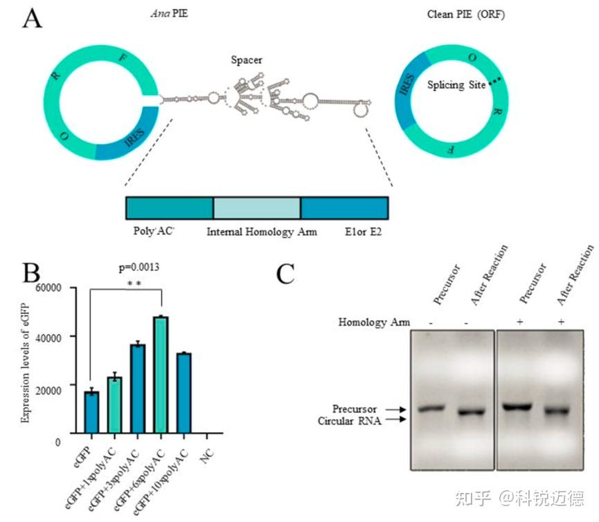 Clean-PIE超越ORNA：科锐迈德公开环状RNA成环框架底层技术 - 知乎