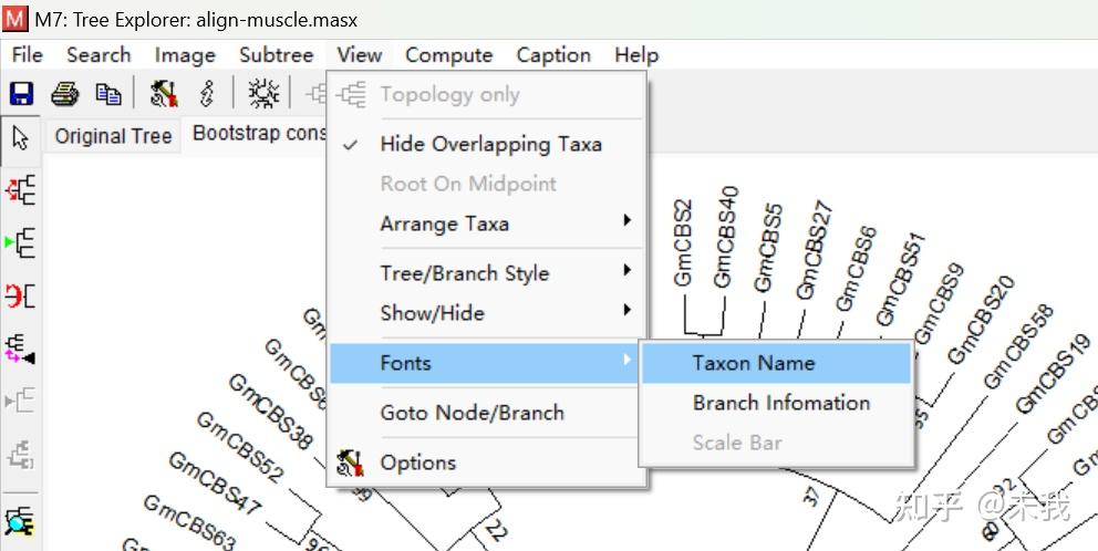 mega7-进化树美化 - 知乎
