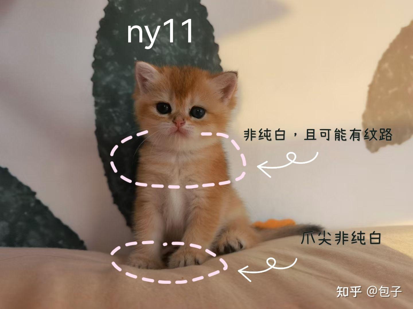 金渐层 | 一分钟教你学会看色号（ny11/ny12/ny25的含义及判断） - 知乎